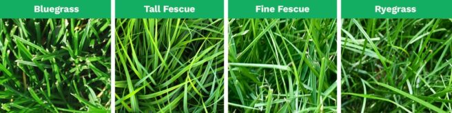 How to Choose the Best Fall Lawn Fertilizer