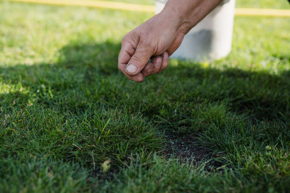 How Often Should You Overseed Your Lawn?