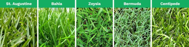 How to Choose the Best Fall Lawn Fertilizer