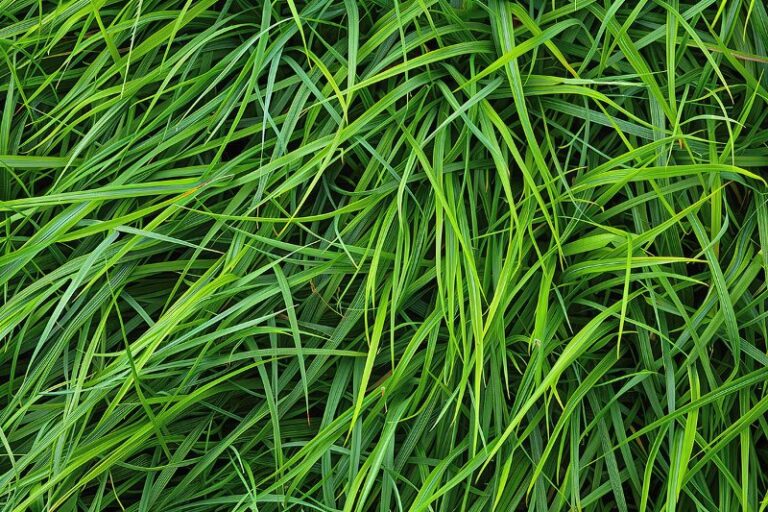 Tall Fescue Lawn Maintenance Guide
