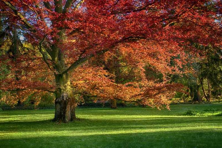 Best Trees to Add Vibrant Fall Color to Your Landscape