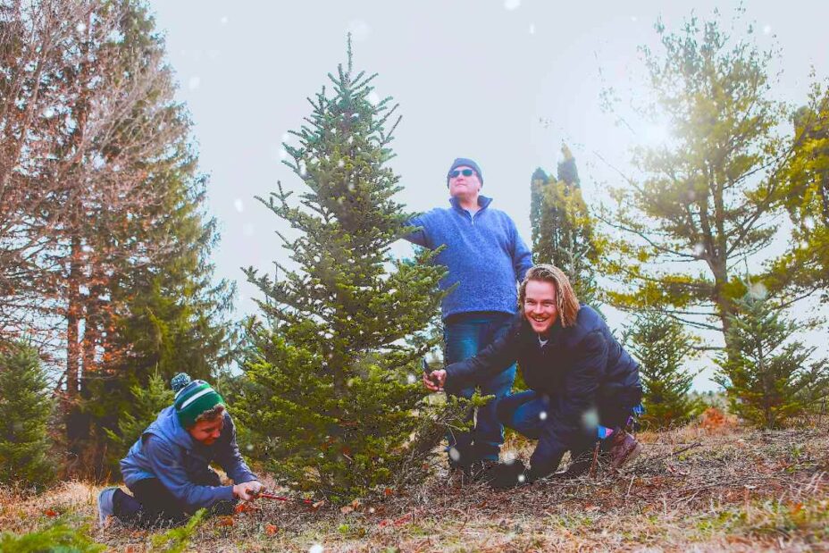 How to Cut Your Own Christmas Tree