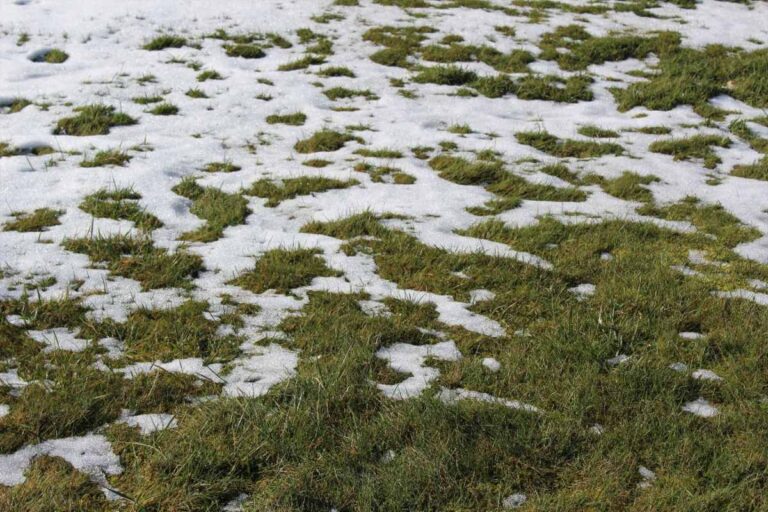 How Snow and Ice Affect Your Lawn