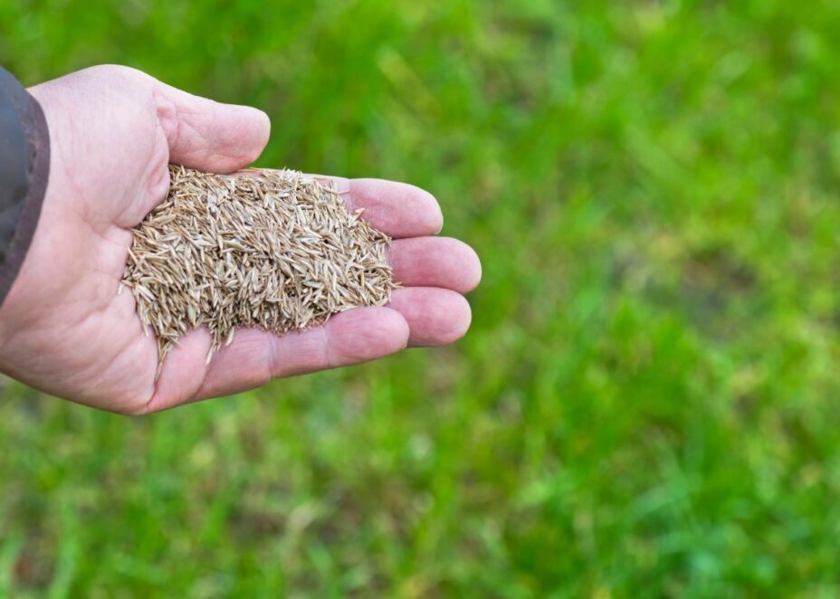 How Soon Can You Overseed After Pre-Emergent?