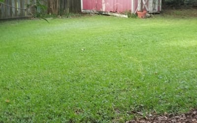 14 Best Tree Care Services in Dallas, TX | Trimming & More