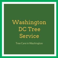 The 8 Best Tree Care Companies in Washington DC