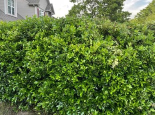 Allentown, PA Lawn Care Service | Lawn Mowing from $19 | Best of 2022